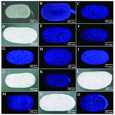The Gene And Primer Sequence Of Rt Pcr Download Scientific Diagram