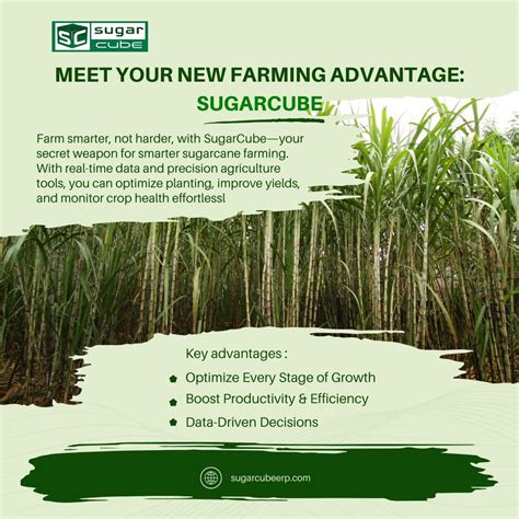 Smartfarming Sugarcube Agriculturetech Precisionag Sugarcanefarming Sugar Cube Cloud