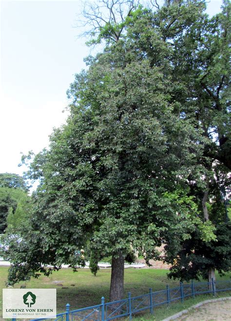 Sorbus Torminalis Baumschule Lve
