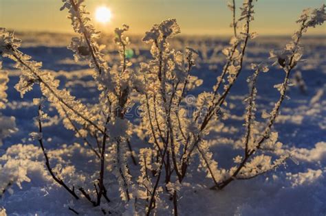 Tree Branches Frozen In The Ice Frozen Tree Branch In Winter Forest Stock Photo Image Of