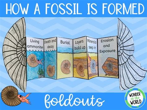 Four Books With The Words How A Fossil Is Formed And An Image Of Two Seashells