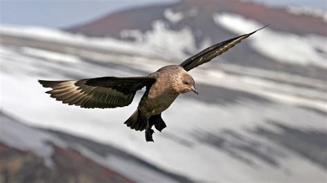 Antarctic Birds Identification