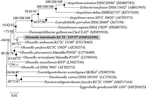 Minimum Evolution Tree Based On 16s Rrna Gene Sequences Showing The