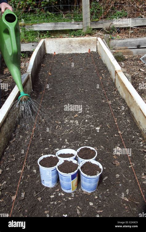 Planting Pregerminated Parsnip Seeds Step12 Water The Bed Using A Rose Sprayer Stock Photo Alamy