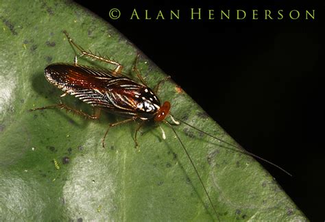 Wasp Mimic Cockroach Project Noah