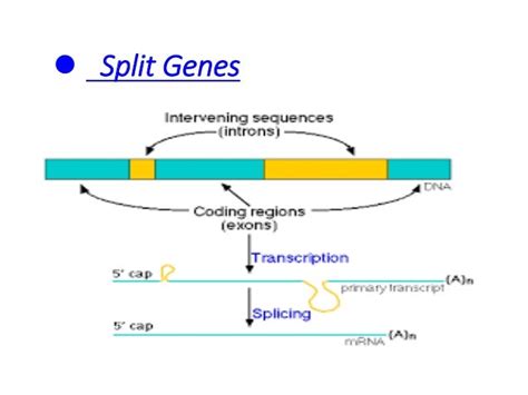 second genetic code overlapping and split genes