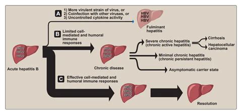 Hepatitis B Virus Structure Replication Pathogenesis Genome