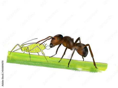 Ant And Aphid A Cooperative Biological Relationship The Ant Consumes The Sugar And In Return