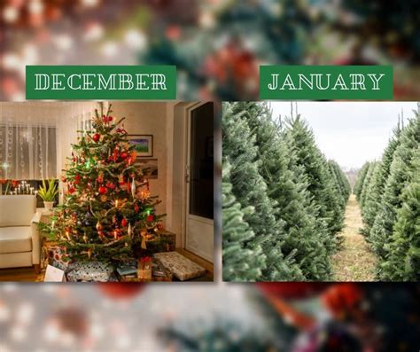 8 Alternatives To Trashing Your Christmas Tree Take