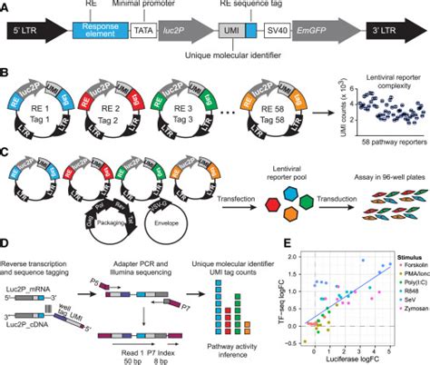 Tf Seq Simultaneous Pathway Activity Inference And Gene Expression