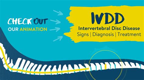 How Is Ivdd Diagnosed In Dogs