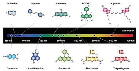 What Are Fluorescent Probes And Their Applications Boc Sciences