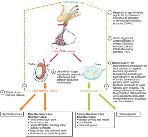 Follicle Stimulating Hormone Function Source Fsh Blood Test And Fsh Levels