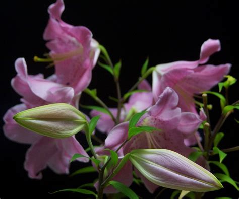 花筐～花がたみ オリエンタルリリー三本立ちの2本目に5つめと6つめの花が咲いた