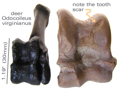 Astragalus Deer Member Collections The Fossil Forum