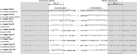 Sccmec Boundaries Left And Right Boundaries Of Sccmec Types I To Vii Download Scientific