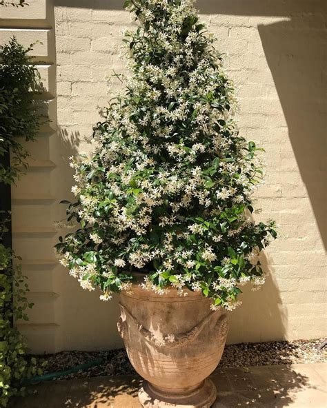 Chinese Star Jasmine On Timber Tripod In French Style Pot