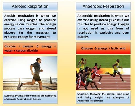 Aerobic And Anaerobic Respiration Aqagscepe Anaerobic Respiration