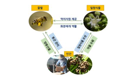 기후위기와 산림 사라진 꿀벌 돌아오게 하려면 헛개나무 심어야