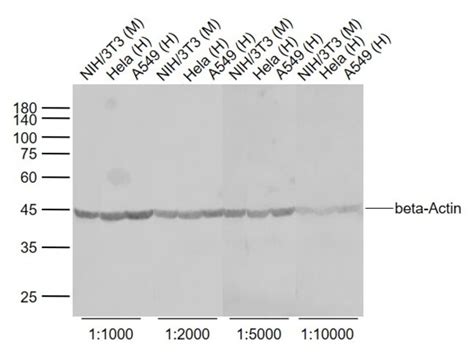 Beta Actin Monoclonal Antibody 1a2 Bioss 100 μl Unconjugated
