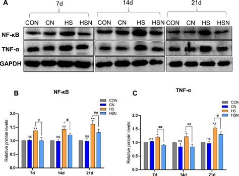 Protein Expression Levels Of Nf Kb And Tnf A In The Ovaries A The Download Scientific