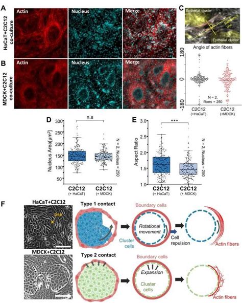 Collision Mode Dependent Differential Cytoskeletal Structures A B