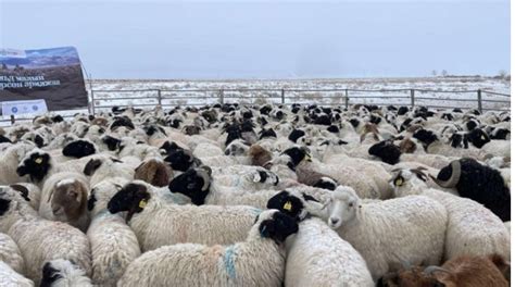 Малын индексжүүлсэн даатгал