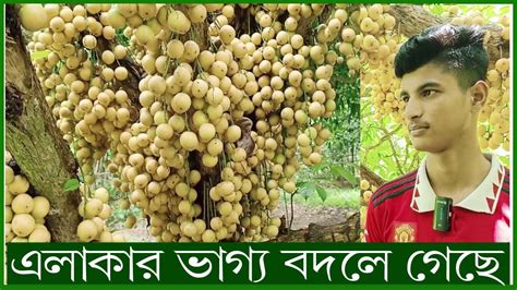 কোটি টাকার পাহাড়ী জংলী ফল Krishi O Krishok Youtube