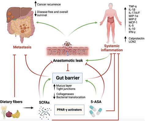 Role Of The Gut Barrier In Colorectal Cancer Treatment Oncotarget
