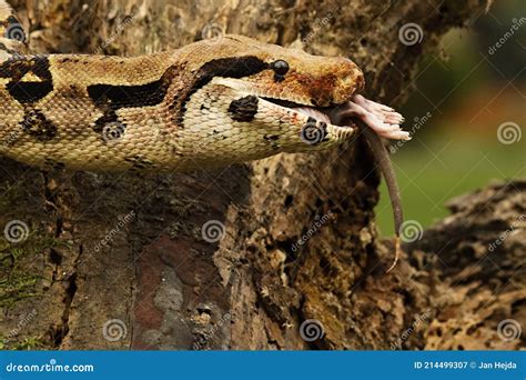 De Boa Boa Constrictor Die Een Rat Eet Stock Afbeelding Image Of Gras Sluit 214499307