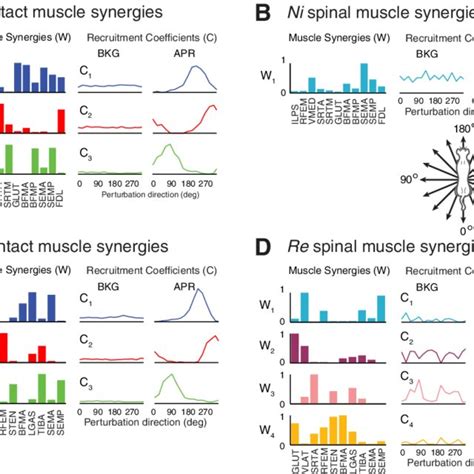Functional Muscle Synergies And Synergy Force Vectors In The Intact And