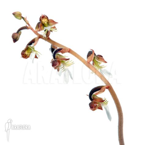 Araflora Exotic Flora And More Orchid Anoectochilus Formosanus