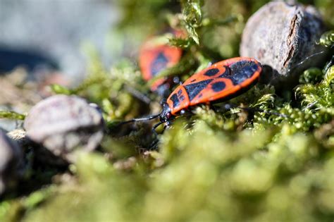 Fire Bug Insects Markro Free Photo On Pixabay Pixabay