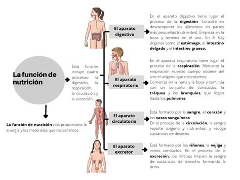 La Función De Nutrición Pdf Sistema Digestivo Humano Sistema