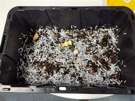 Worm Composting 101 A Complete Guide To Transforming Waste Into Nutrients — Regenerative Soil