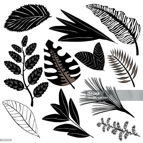 다른 식물의 잎의 블랙 아이콘입니다 평면 스타일에서 열 대 잎의 세트입니다 흰색 배경에 고립의 검은 실루엣 나무의 잎입니다 벡터입니다 0명에 대한 스톡 벡터 아트 및 기타