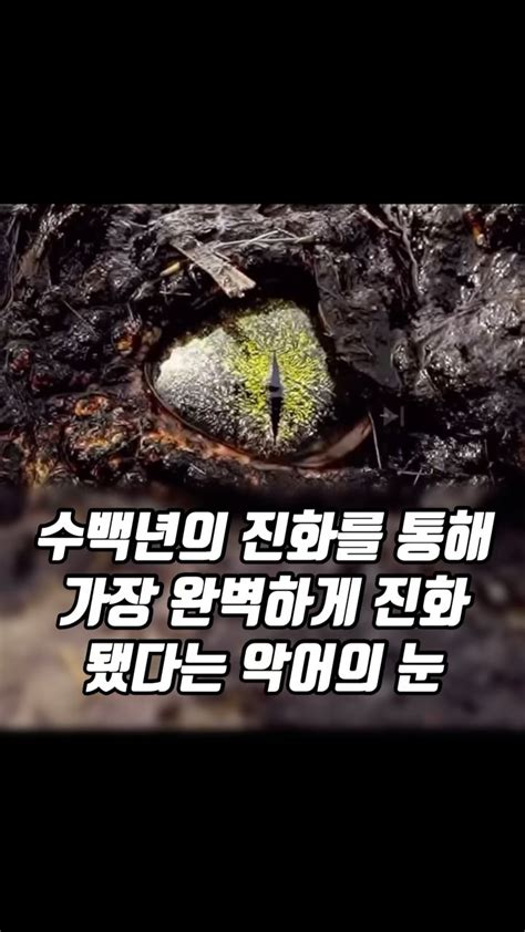 ㅋㅎ유머 악어의 눈은 수백만 년의 진화를 통해 완벽하게 적응된 감각 기관입니다 머리 상단에 위치한 눈은 물속에서 몸을 숨긴 채로도 주변을 관찰할 수 있게 해주며