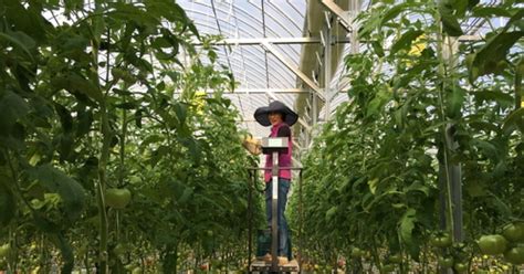 경주시 토마토 Ict 수경재배스마트 팜 실현