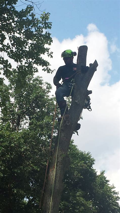 Large Tree Removal Services A H Tree Service Bergen County NJ