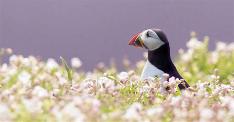 퍼핀 벽지새대서양 퍼핀큰 부리 새해조식물 393372 Wallpaperuse