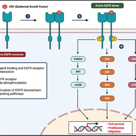 Schematic Representation Of Egfr Activation And Signaling Upon