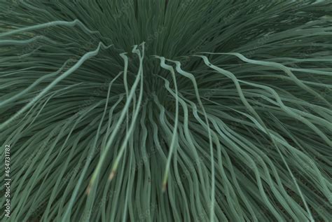 Unique Character Of Xanthorrhoea Australis Leaves It Is Australian