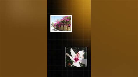 Responsive Part 6 Codingin17 Html Csscode Responsivedesign Shorts Youtube