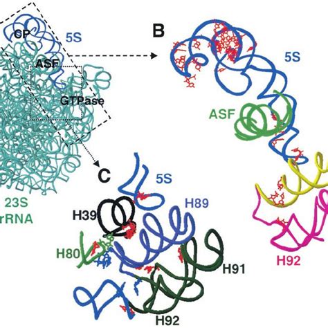 Map Of Yeast 5s Rrna The Wild Type Saccharomyces Cerevisiae 5s Rrna Download Scientific