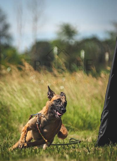 Ipo Malinois Doing Blind Search Tumbex