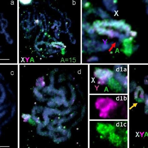 Meiotic Analysis Of Species A Cinereus Compound Sex System With In