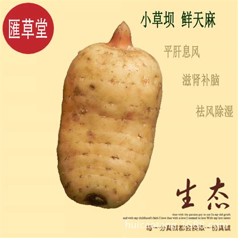 天麻简笔画天麻手绘天麻叶子第7页大山谷图库