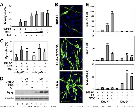 Figure 1 From Contribution Of Retinoid X Receptor Signaling To The Specification Of Skeletal