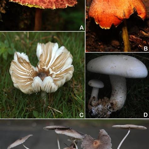 Pdf Mushroom Characterization Part I Illustrated Morphological
