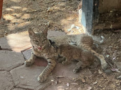 Nancy Newton Said This Bobcat Mama Was Trying To Escape The Heat And